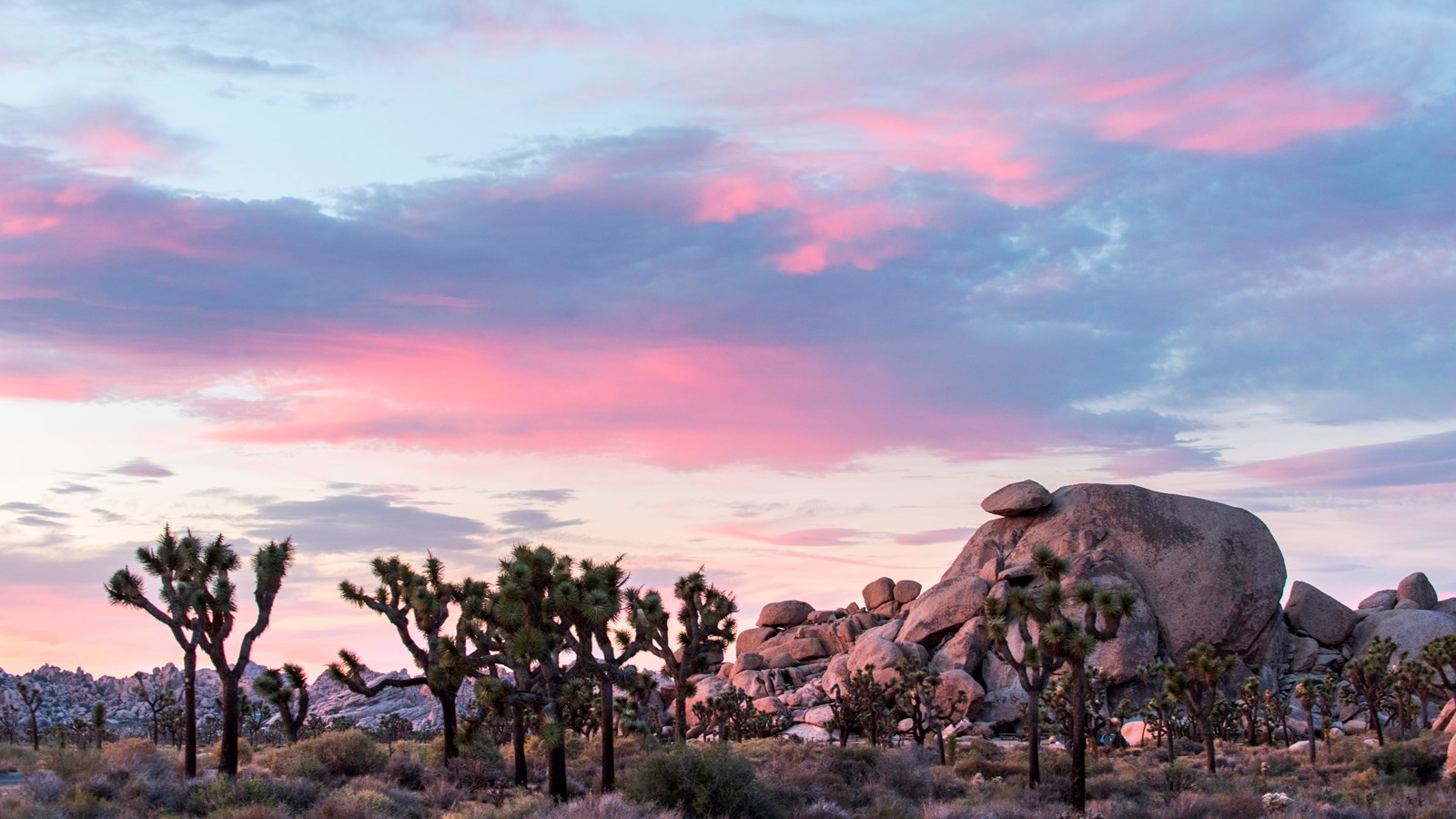 How to Elope in Joshua Tree National Park in 2025